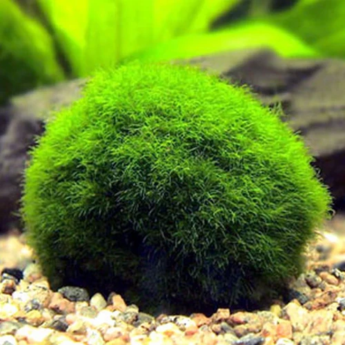Live Marimo moss ball's shrimp safe.3-4cm | Discount Aquatics