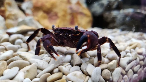 PURPLE MATANO CRAB | Discount Aquatics