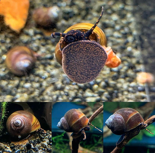 ORANGE SPOT PAPUA SNAIL VIVIPARUS | Discount Aquatics
