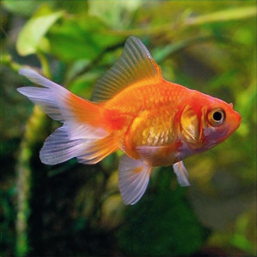 COLDWATER FISH | Discount Aquatics