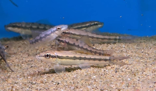 SUCKING LOACH 5CM TEMPERATE | Discount Aquatics