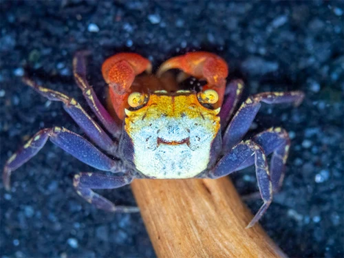 RAINBOW VAMPIRE CRAB - GEOSESARMA SP | Discount Aquatics