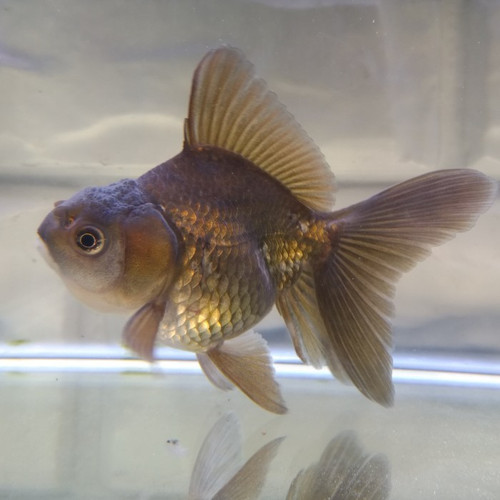 BRONZE / CHOCOLATE FANTAIL- ORANDA GOLDFISH 4/5CM | Discount Aquatics