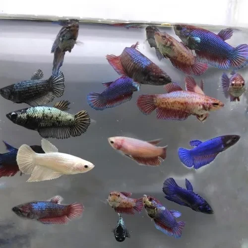 Female Fighting Fish | Discount Aquatics