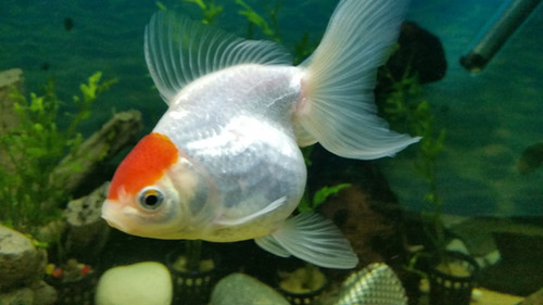 RED CAP ORANDA-FANTAIL GOLDFISH 4/5CM | Discount Aquatics