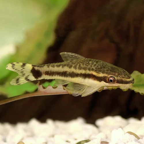 Dwarf Suckermouth Catfish Otocinclus. PRE ORDER FOR DISPATCH 10 JUNE ...