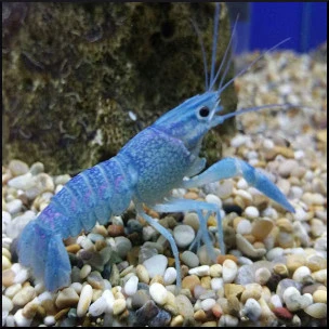 Neon Blue Crayfish Cherax Quadricarinatus | Discount Aquatics