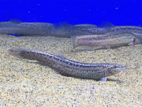 Weather Loach Dojo Loach 3/3.5 | Discount Aquatics