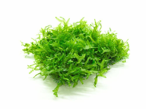 Subwassertang Pellia Moss Live Aquatic carpet plant shrimp safe ...
