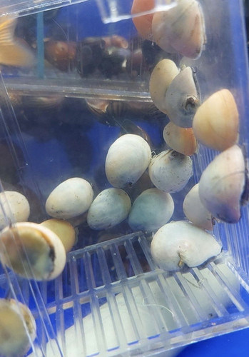 BELUGA WHITE HELMET SNAIL 4CM | Discount Aquatics