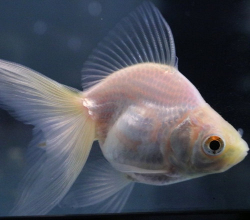 WHITE FANTAIL-ORANDA GOLDFISH 4/5CM | Discount Aquatics