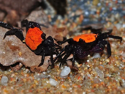TOMATO ORANGE VAMPIRE CRAB - GEOSESARMA SP | Discount Aquatics