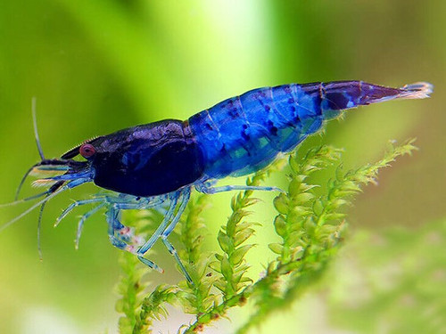 Blue Diamond Shrimp Neocaridina Heteropoda 1.5CM | Discount Aquatics