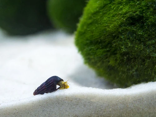 5 x Baby Rabbit Snail Tylomelania Upto 1cm | Discount Aquatics