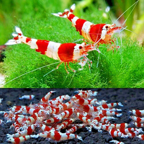 PREMIUM GRADE Pure Red Line Crystal Bee SHRIMP CARIDINA CANTONENSIS ...