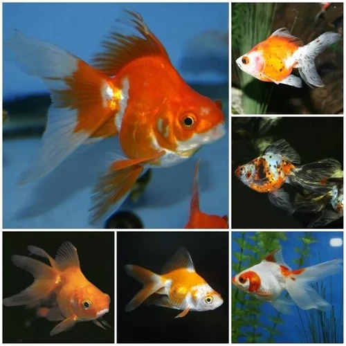 5 Assorted Fantail- Oranda Goldfish 4/5cm | Discount Aquatics