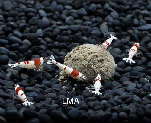Premium Crystal Red Bee Shrimp Caridina Cantonensis 1.5CM | Discount ...