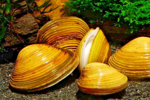 Mini Yellow mussels / clams | Discount Aquatics