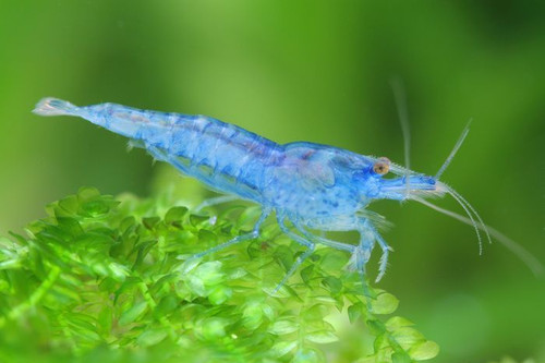 BLUE PHANTOM SHRIMP NEOCARIDINA HETEROPODA 1.5CM | Discount Aquatics