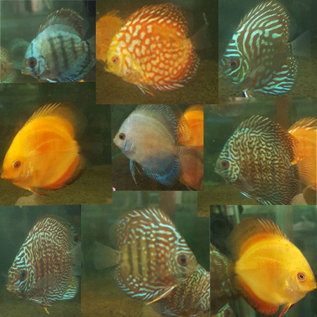 4" Assorted Discus English home grown | Discount Aquatics