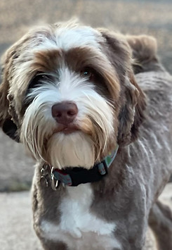 Shaggy Boys | Shaggy Doodles Boys| Australian Labradoodles