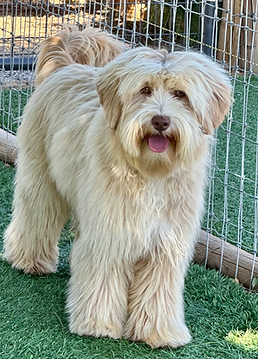 Shaggy Girls | Shaggy Doodles Girls| Australian Labradoodles