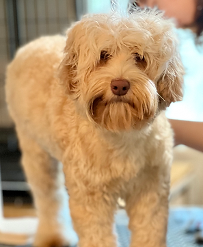 Shaggy Girls | Shaggy Doodles Girls| Australian Labradoodles