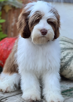 Shaggy Girls | Shaggy Doodles Girls| Australian Labradoodles