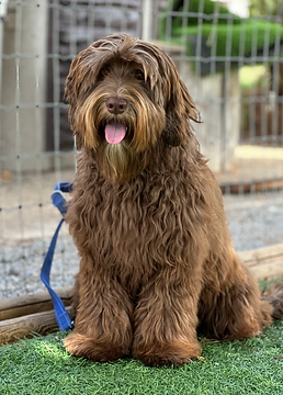 Shaggy Girls | Shaggy Doodles Girls| Australian Labradoodles