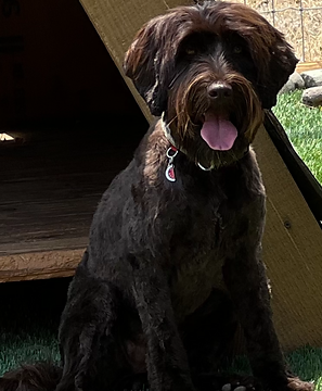 Shaggy Girls | Shaggy Doodles Girls| Australian Labradoodles