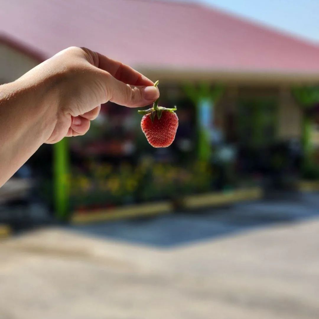 Gallery | Biscuit Boss