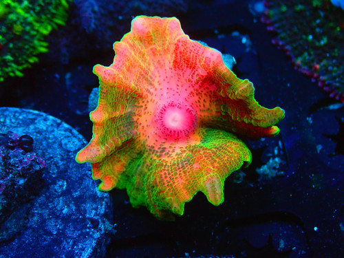RAINBOW NEGLECTUS MUSHROOM - WYSIWYG | Kush Corals