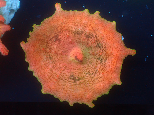 🔥 FIREBURST NEGLECTUS MUSHROOM 🍄 | Kush Corals