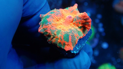 CANDY CRUSH VS RAINBOW CHALICE CONTEST | Kush Corals