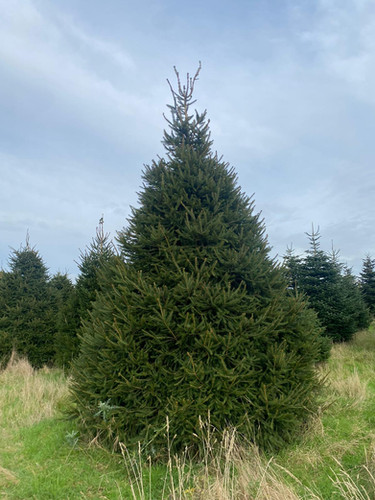 10ft-16ft Christmas Trees | Moor Lane Farm