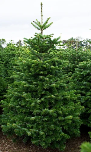 4ft Nordmann Fir Christmas Tree | Moor Lane Farm