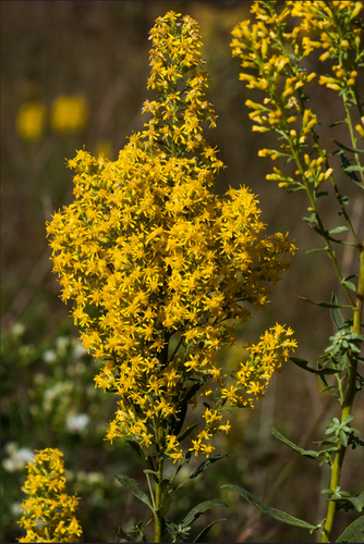 Solidago speciosa (Showy goldenrod) | Blue Stem Natives