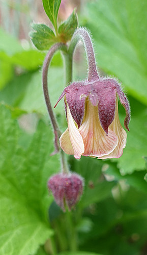 Geum rivale (water avens) | Blue Stem Natives