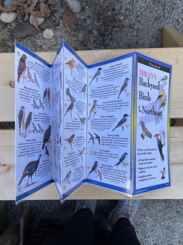 Folding Guide: Backyard Birds of the Northeast | Blue Stem Natives