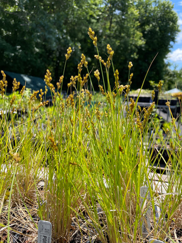 Carex scoparia (pointed broom sedge) | Blue Stem Natives