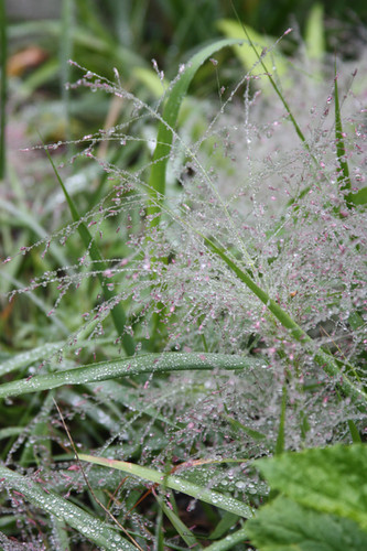 seeds: Eragrostis spectabilis (Purple lovegrass) | Blue Stem Natives