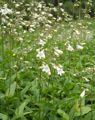 Penstemon digitalis (Foxglove beardtongue) | Blue Stem Natives