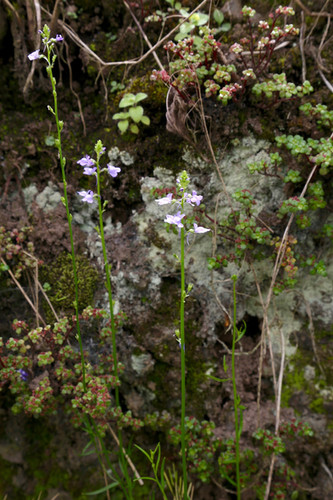 Nuttallanthus canadensis (oldfield-toadflax) | Blue Stem Natives