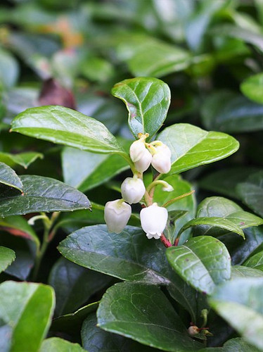 Gaultheria procumbens (wintergreen) | Blue Stem Natives