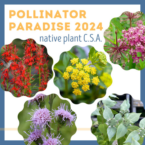 Pollinator Paradise Garden Kit, C.S.A., 2024 | Blue Stem Natives
