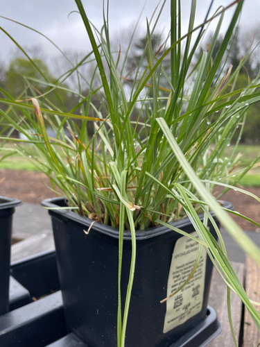 Carex brevior (shortbeak sedge) | Blue Stem Natives