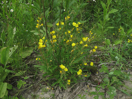 Oenothera perennis (small sundrops) | Blue Stem Natives