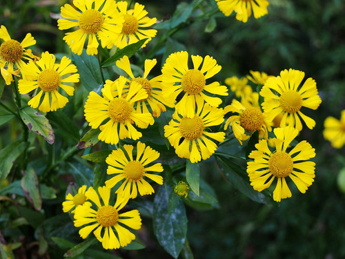 Helenium autumnale (fall sneezeweed) | Blue Stem Natives
