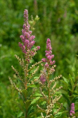 Spiraea tomentosa (Steeplebush) | Blue Stem Natives