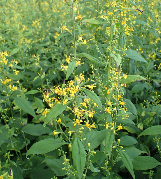 solidago flexicaulis size